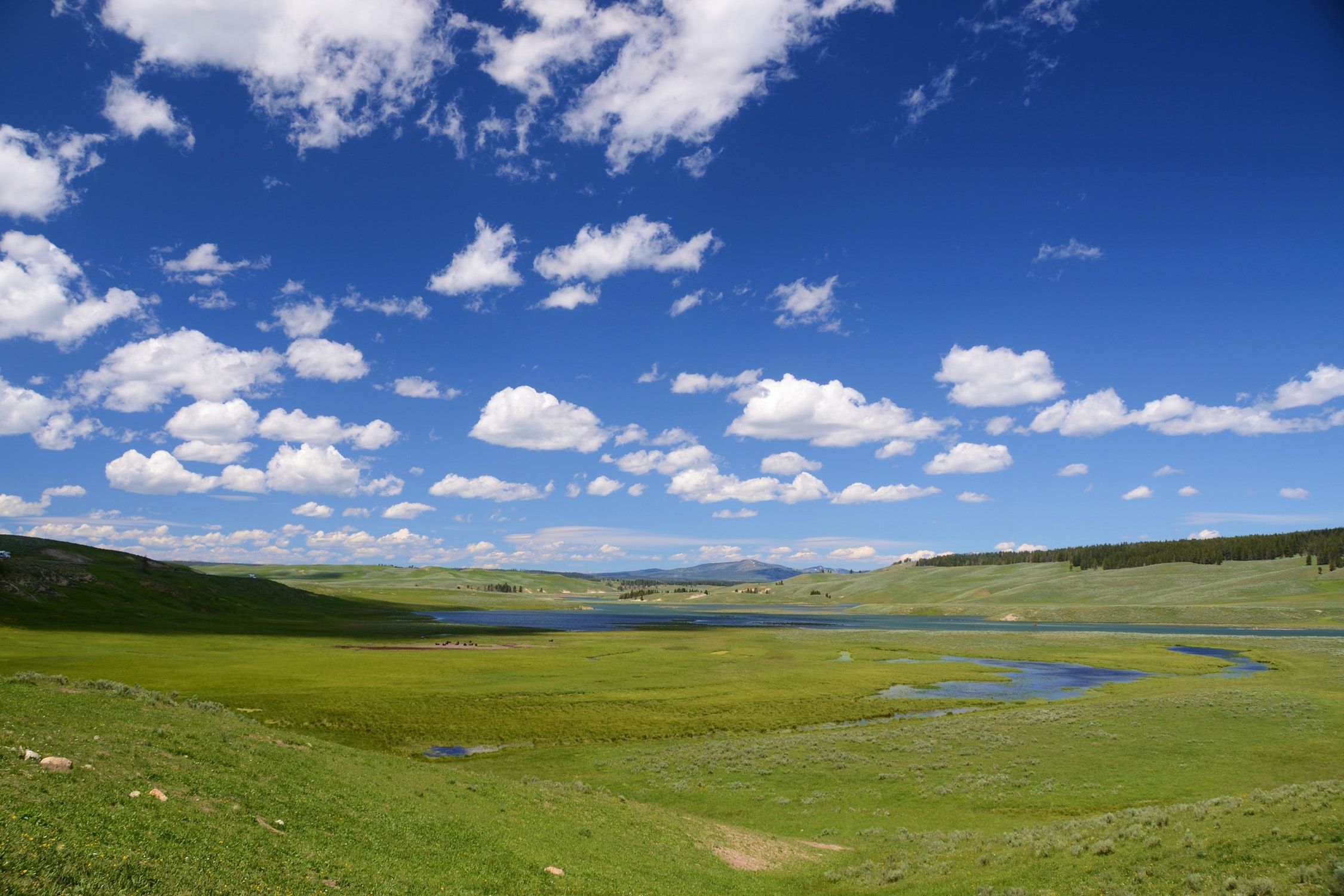 30 Tree Plantation Quotes to Inspire the Environmentalist in You