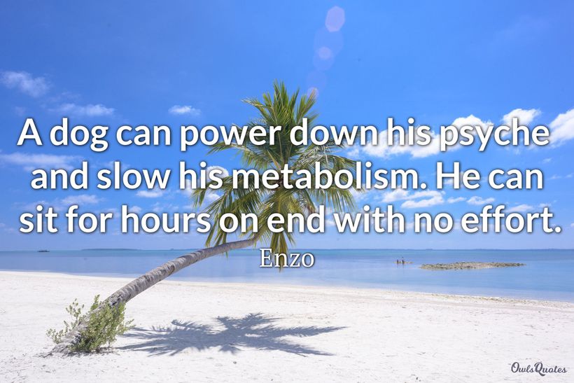 29 Iconic the Art of Racing in the Rain Quotes