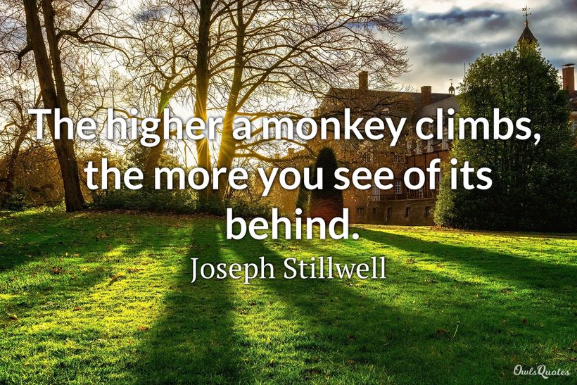 20 of the Cutest and Funniest Monkey Quotes