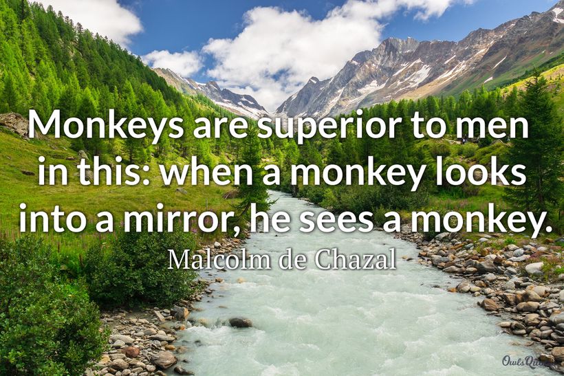20 of the Cutest and Funniest Monkey Quotes